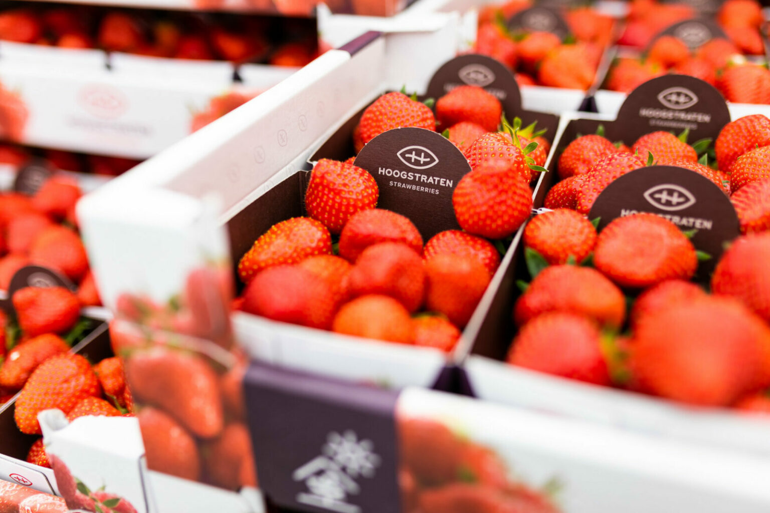 Janczura-Grzegorz Janczura - Strawberries - Cooperative Hoogstraten ...
